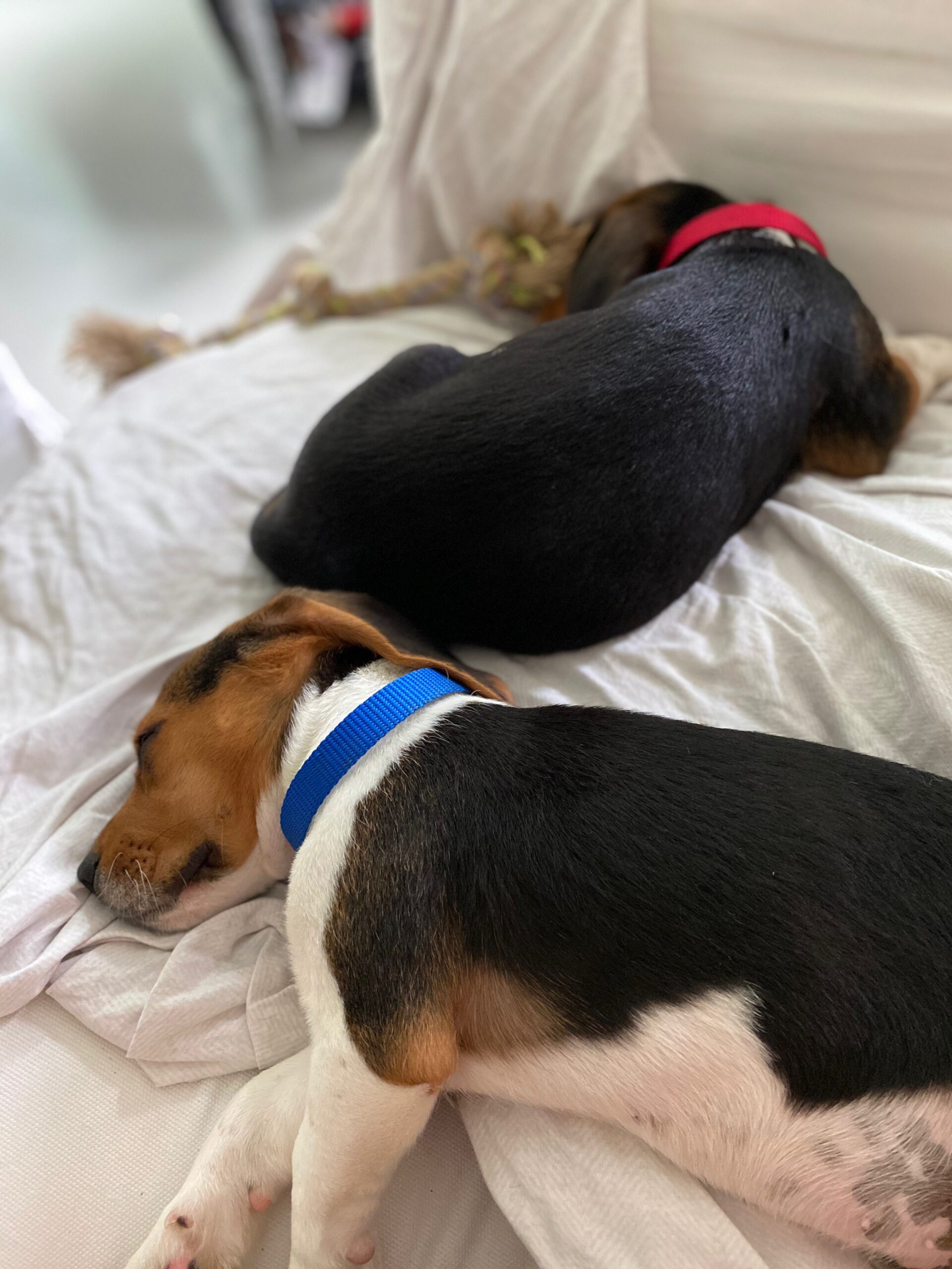 Meet our Beagles, Martin and Luther • Mom Hacks