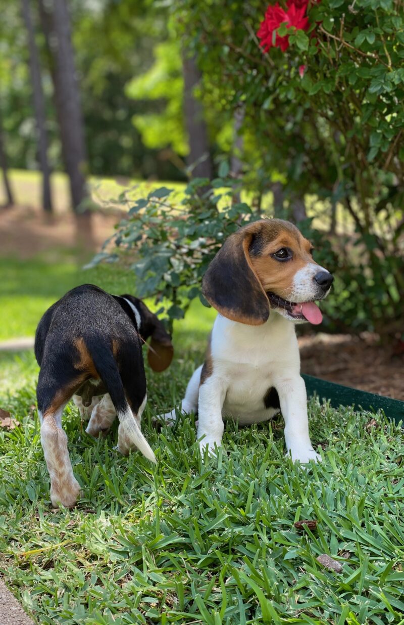 Meet our Beagles, Martin and Luther • Mom Hacks